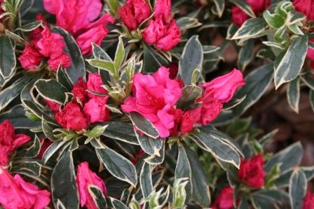 Hawksridge Farms -- Plant Information