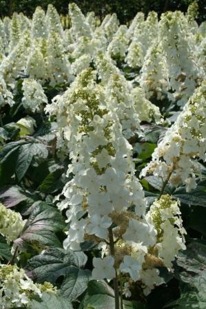 Hawksridge Farms -- Plant Information