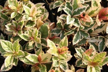 Hawksridge Farms -- Plant Information