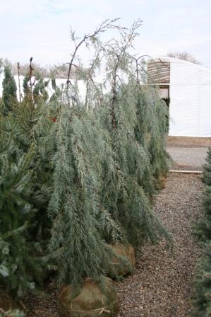 Hawksridge Farms -- Plant Information