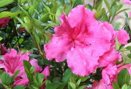 Hawksridge Farms -- Plant Information