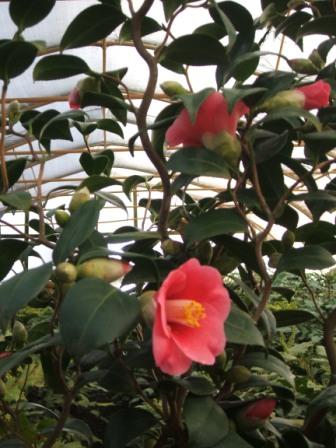 Hawksridge Farms -- Plant Information