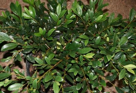 Hawksridge Farms -- Plant Information