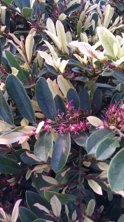 Hawksridge Farms -- Plant Information