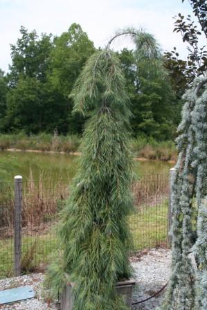 Hawksridge Farms -- Plant Information