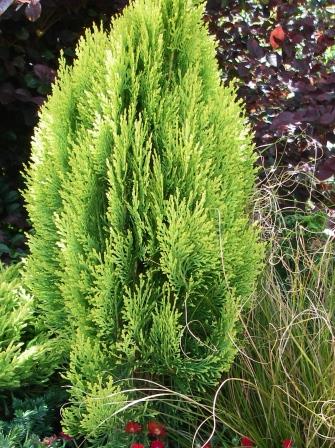 Hawksridge Farms -- Plant Information