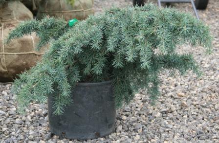 Hawksridge Farms -- Plant Information