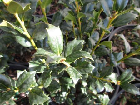 Hawksridge Farms -- Plant Information