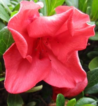 Hawksridge Farms -- Plant Information