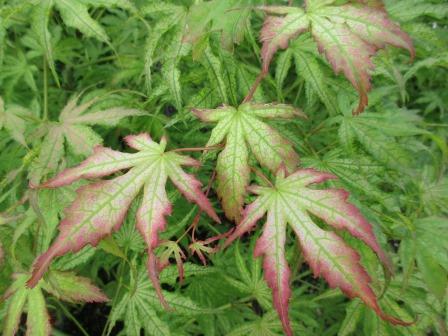 Hawksridge Farms -- Plant Information