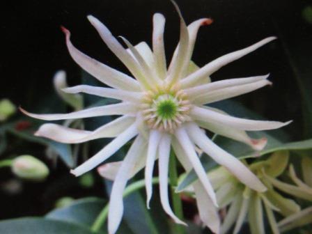 Hawksridge Farms -- Plant Information