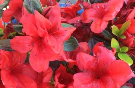 Hawksridge Farms -- Plant Information