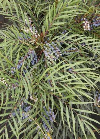 Hawksridge Farms -- Plant Information