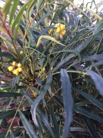 Hawksridge Farms -- Plant Information