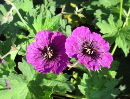 Hawksridge Farms -- Plant Information