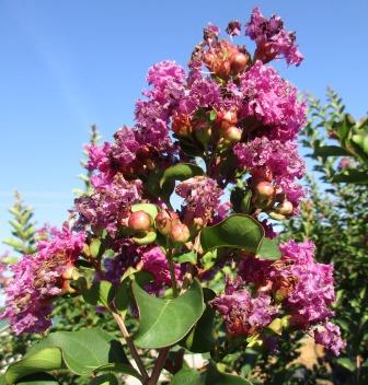 Hawksridge Farms -- Plant Information