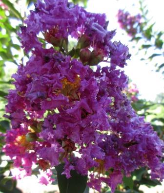 Hawksridge Farms -- Plant Information