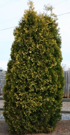 Hawksridge Farms -- Plant Information