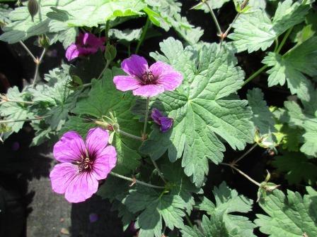 Hawksridge Farms -- Plant Information