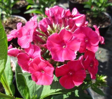 Hawksridge Farms -- Plant Information