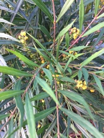 Hawksridge Farms -- Plant Information