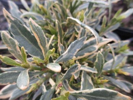 Hawksridge Farms -- Plant Information