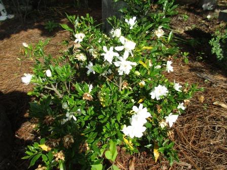 Hawksridge Farms -- Plant Information