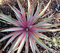 Hawksridge Farms -- Plant Information