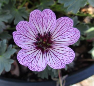 Hawksridge Farms -- Plant Information
