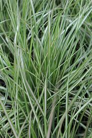 Hawksridge Farms -- Plant Information