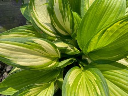 Hawksridge Farms -- Plant Information