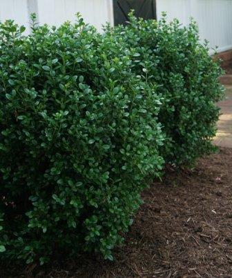 Hawksridge Farms -- Plant Information