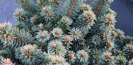 Hawksridge Farms -- Plant Information