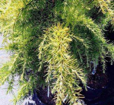 Hawksridge Farms -- Plant Information