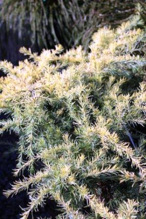 Hawksridge Farms -- Plant Information