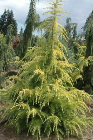 Hawksridge Farms -- Plant Information