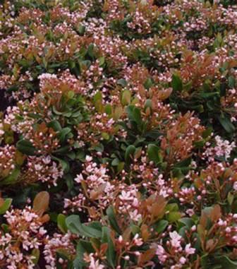 Hawksridge Farms -- Plant Information