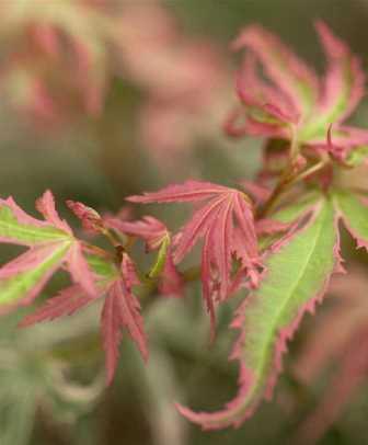 Hawksridge Farms -- Plant Information