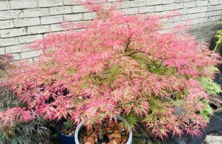 Hawksridge Farms -- Plant Information