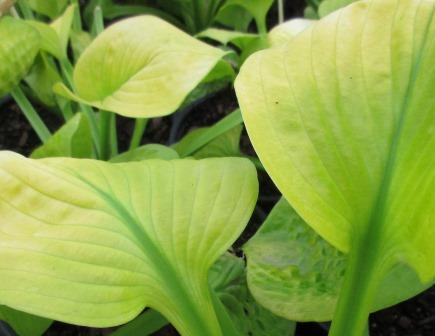 Hawksridge Farms -- Plant Information
