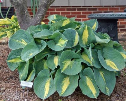 Hawksridge Farms -- Plant Information