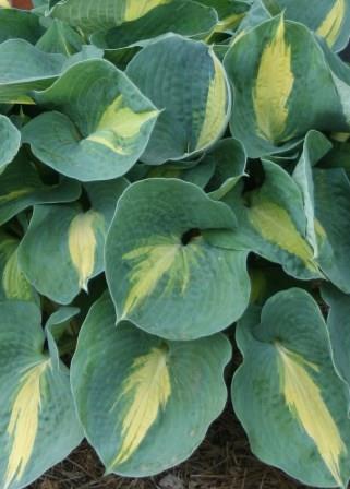 Hawksridge Farms -- Plant Information