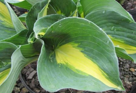 Hawksridge Farms -- Plant Information