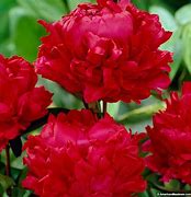 Hawksridge Farms -- Plant Information