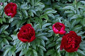 Hawksridge Farms -- Plant Information