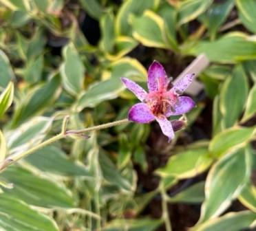 Hawksridge Farms -- Plant Information