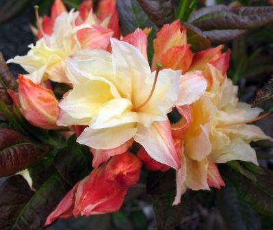 Hawksridge Farms -- Plant Information