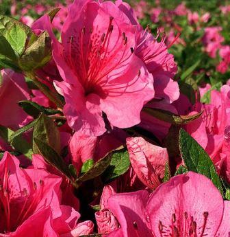 Hawksridge Farms -- Plant Information