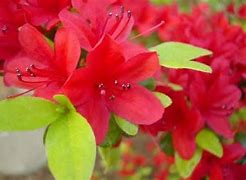 Hawksridge Farms -- Plant Information