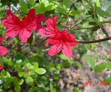 Hawksridge Farms -- Plant Information